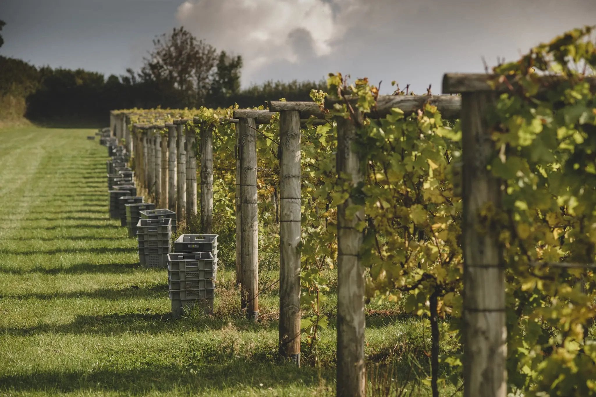 Buy Sharpham Wine | Sandridge Barton Vineyard | Award Winning ...